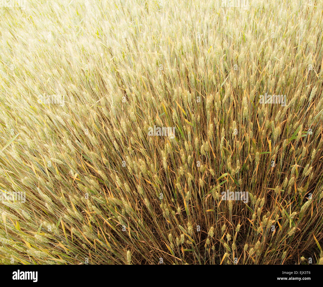 Wheat stalk hi-res stock photography and images - Alamy