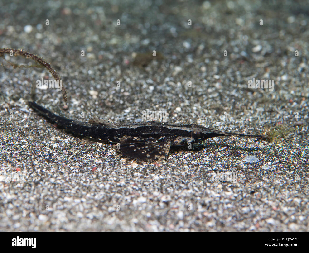 Longtail seamoth (Pegasus volitans), Secret Bay, Bali, Indonesia Stock ...