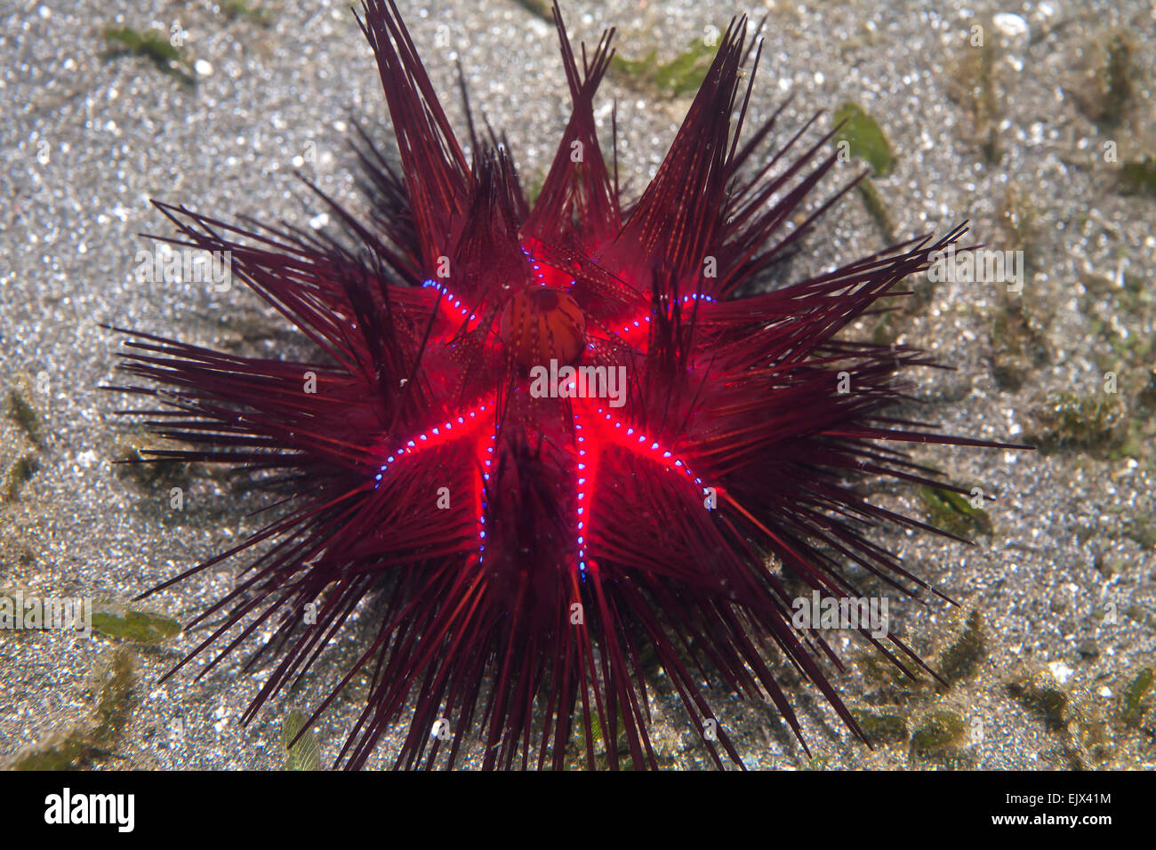 Red urchin (Astropyga radiata), Secret Bay, Bali, Indonesia Stock Photo ...