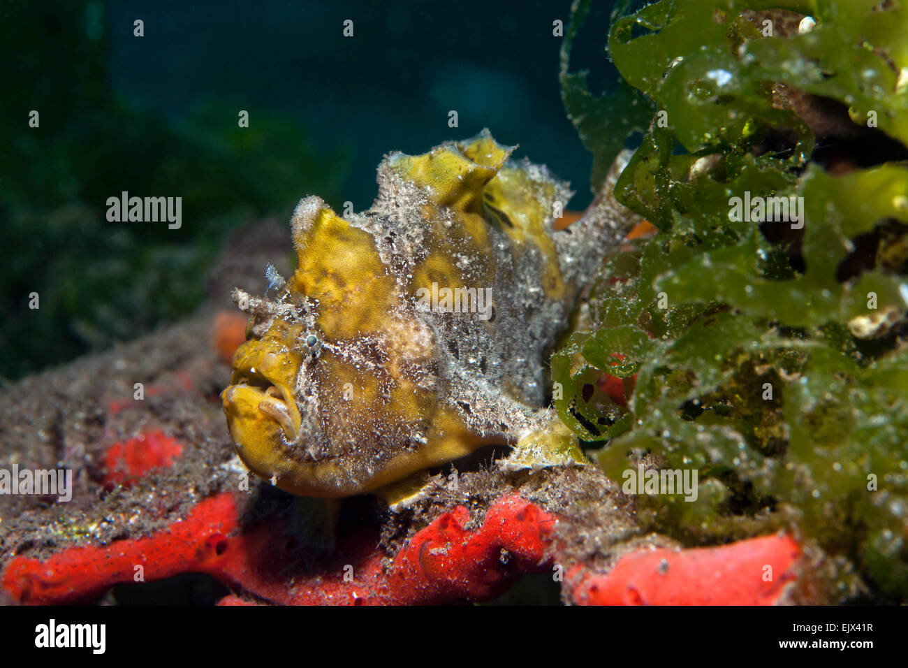 Antennarius commersonii giant frogfish commersons hi-res stock ...