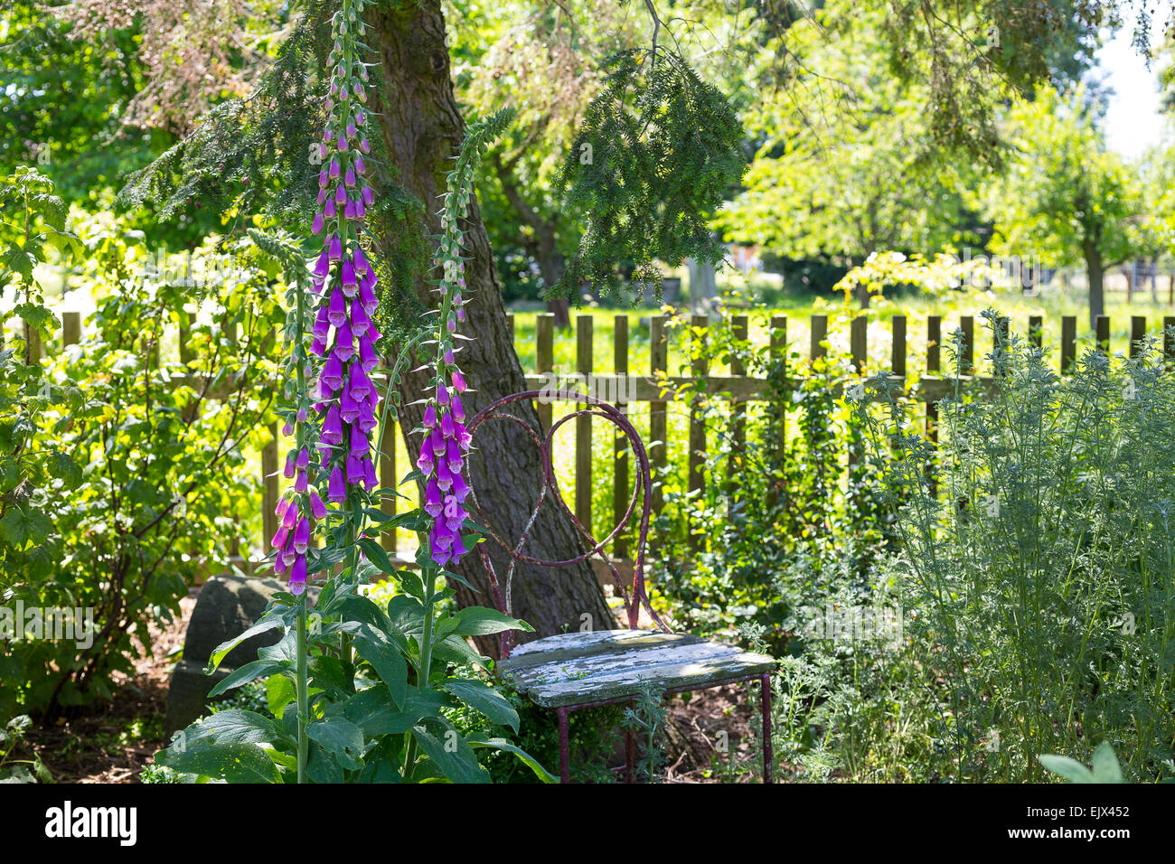 Garden digitalis hi-res stock photography and images - Alamy