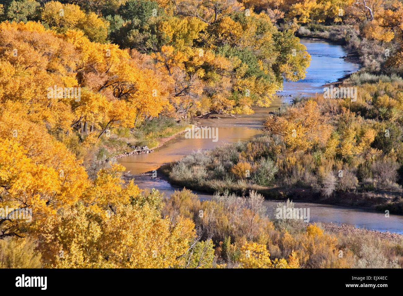 Cottonwoods in fall color line the banks of the Chama River in October ...