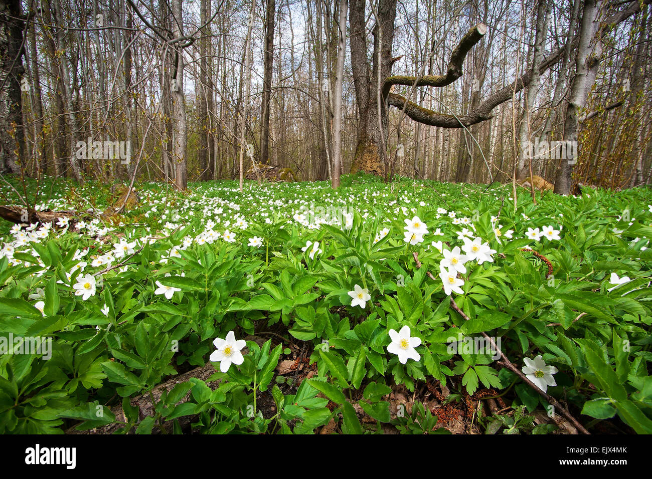 Wood with spring flowers Stock Photo - Alamy
