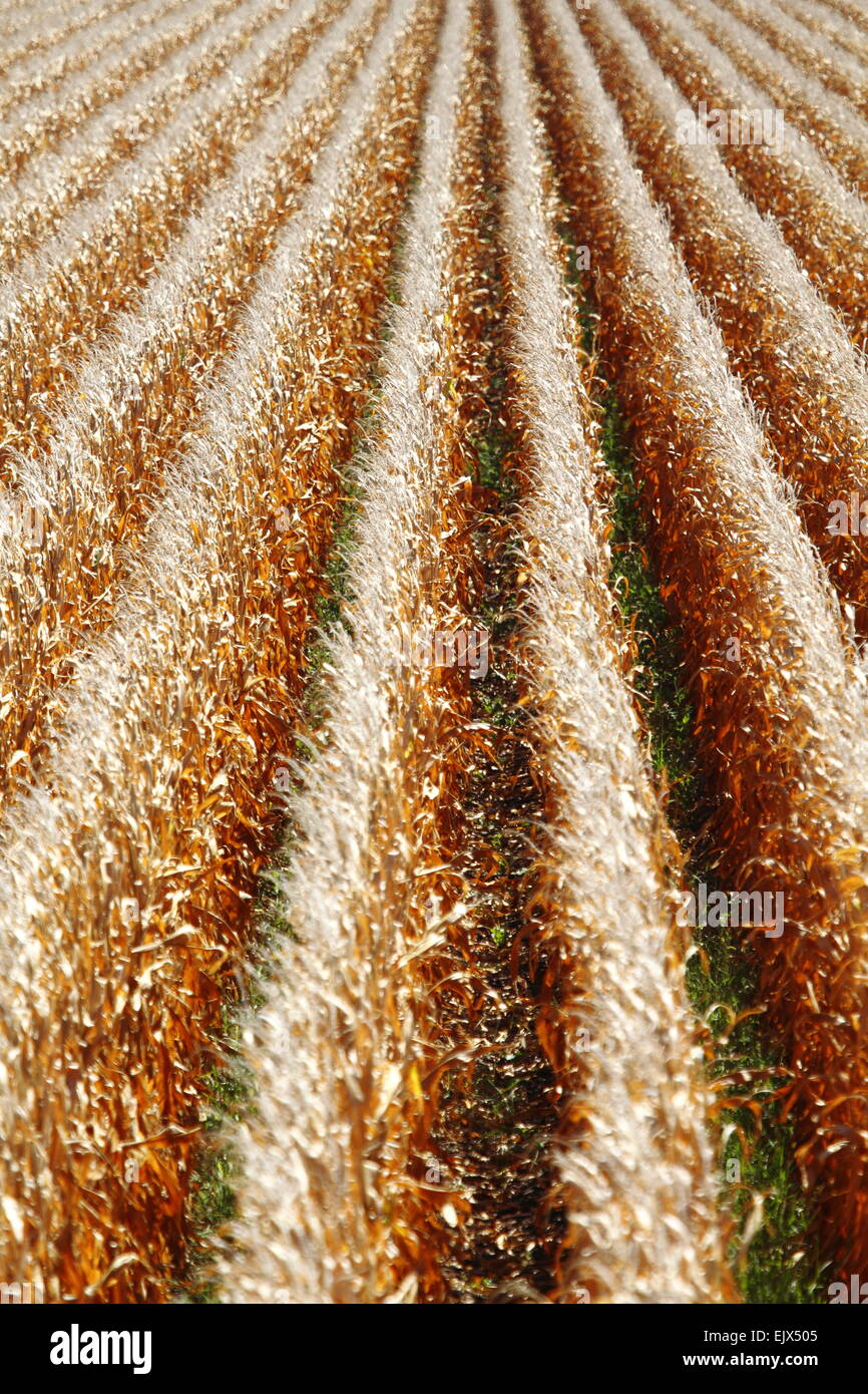 Corn crop ready for harvest on Breeza Station, Breeza, NSW, Australia ...