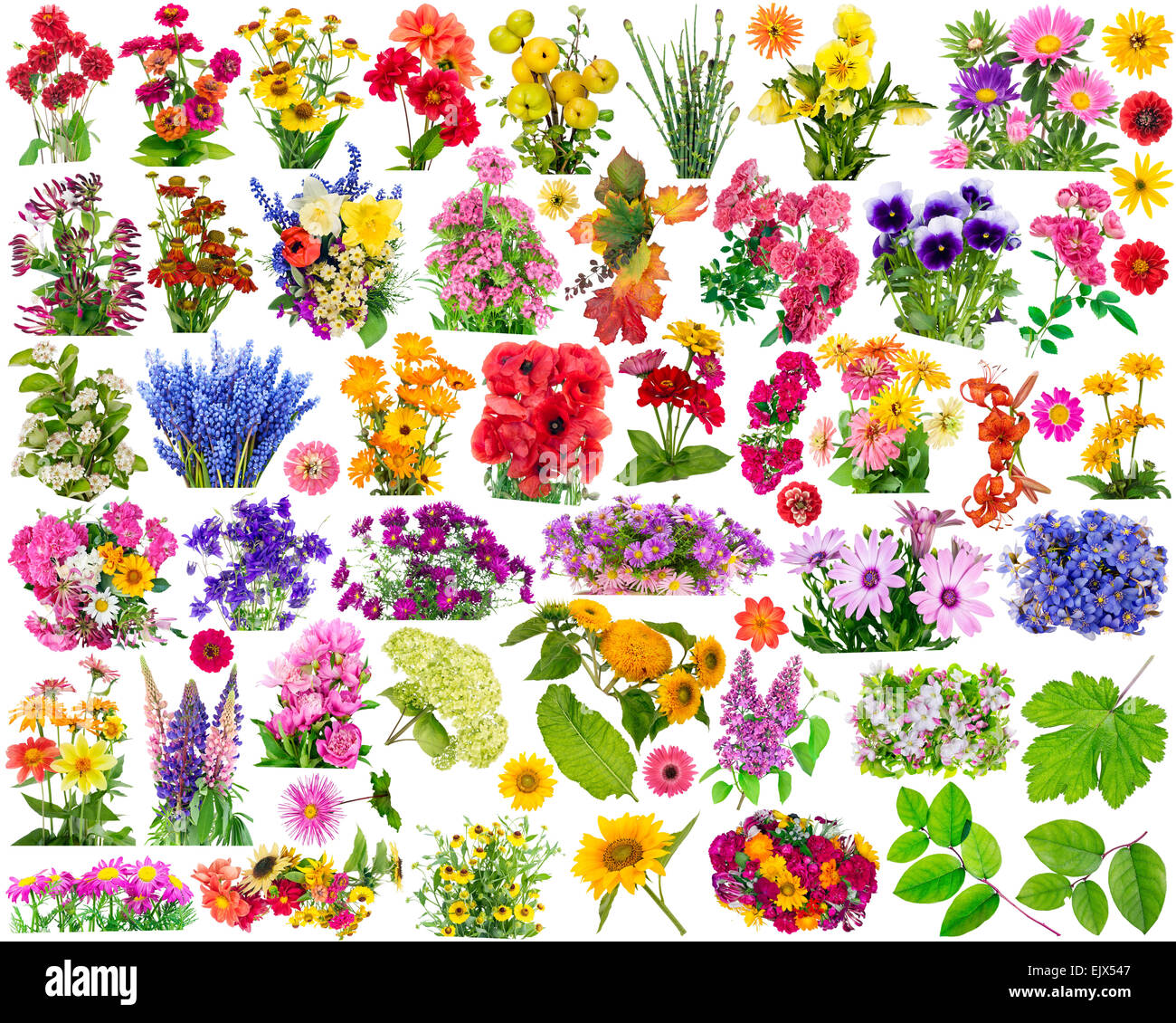 Big set of the isolated floral design elements for collages. All full ...