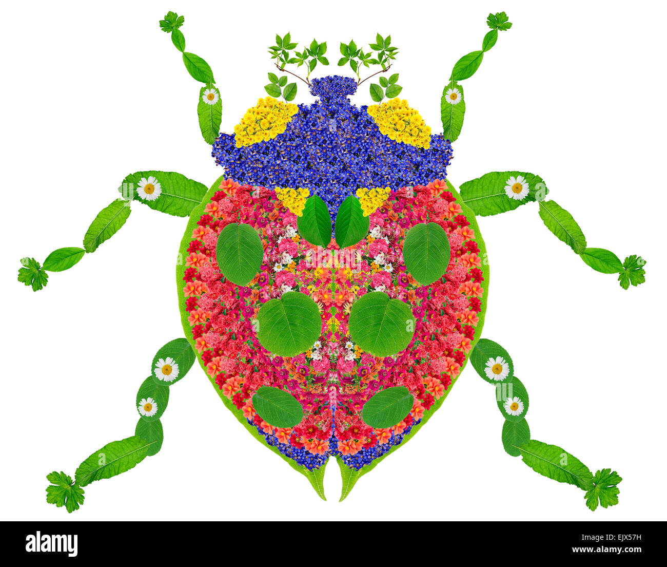 Ladybug insect abstract collage made from fresh summer flowers ...