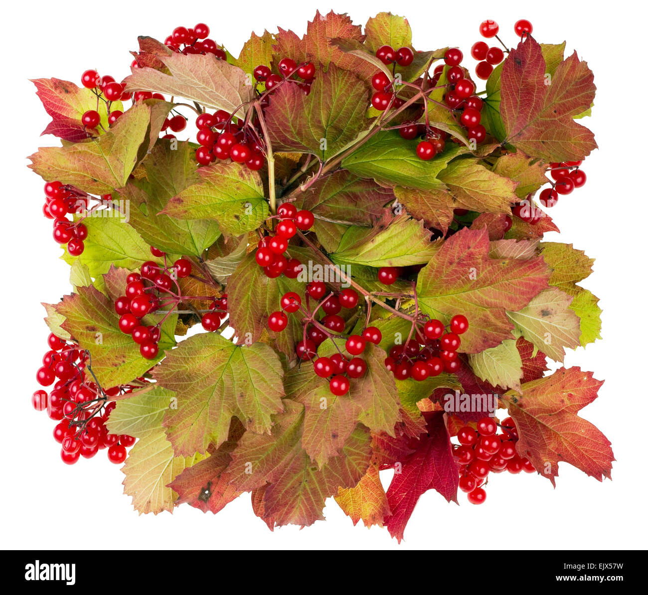 The banner is made of bright red autumn leaves and berries. Isolated on ...