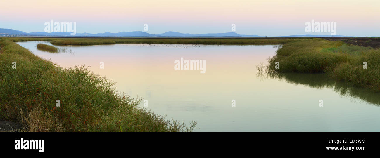 Coal ducks hi-res stock photography and images - Alamy