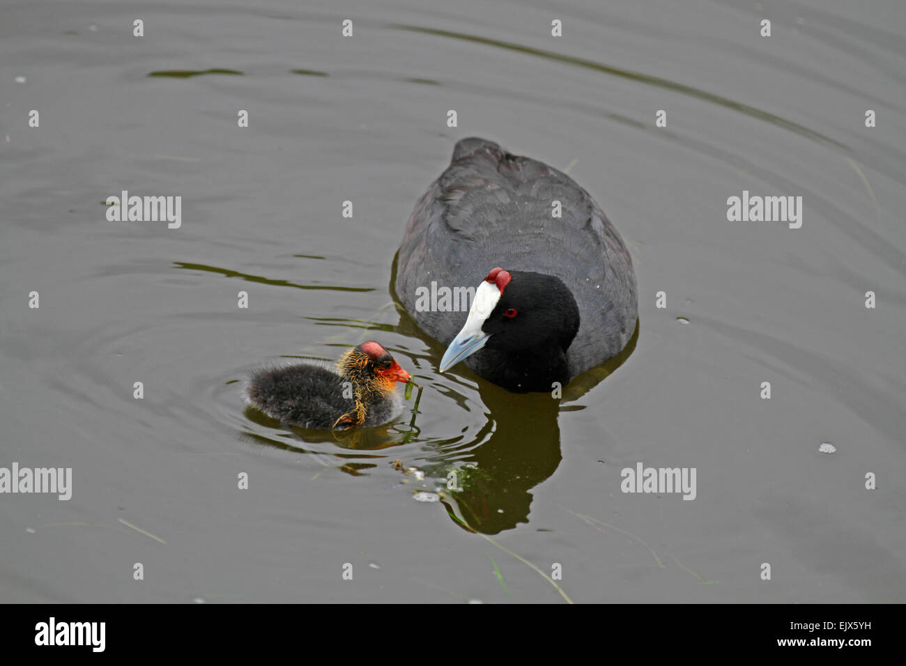 Red-knobbed Coot or crested coot (Fulica cristata) feeding a chick at ...