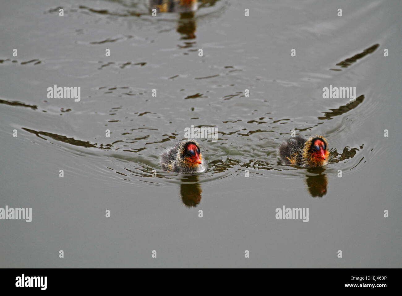Red-knobbed Coot or crested coot (Fulica cristata) chicks at Intaka ...