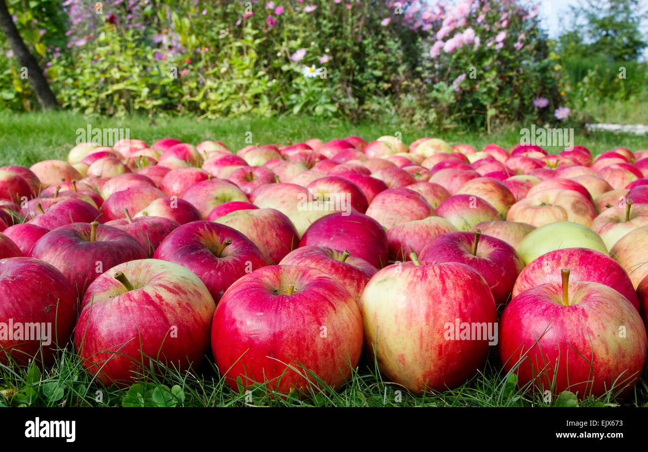 The crop of autumn sweet red apples lies on a green garden grass Stock ...