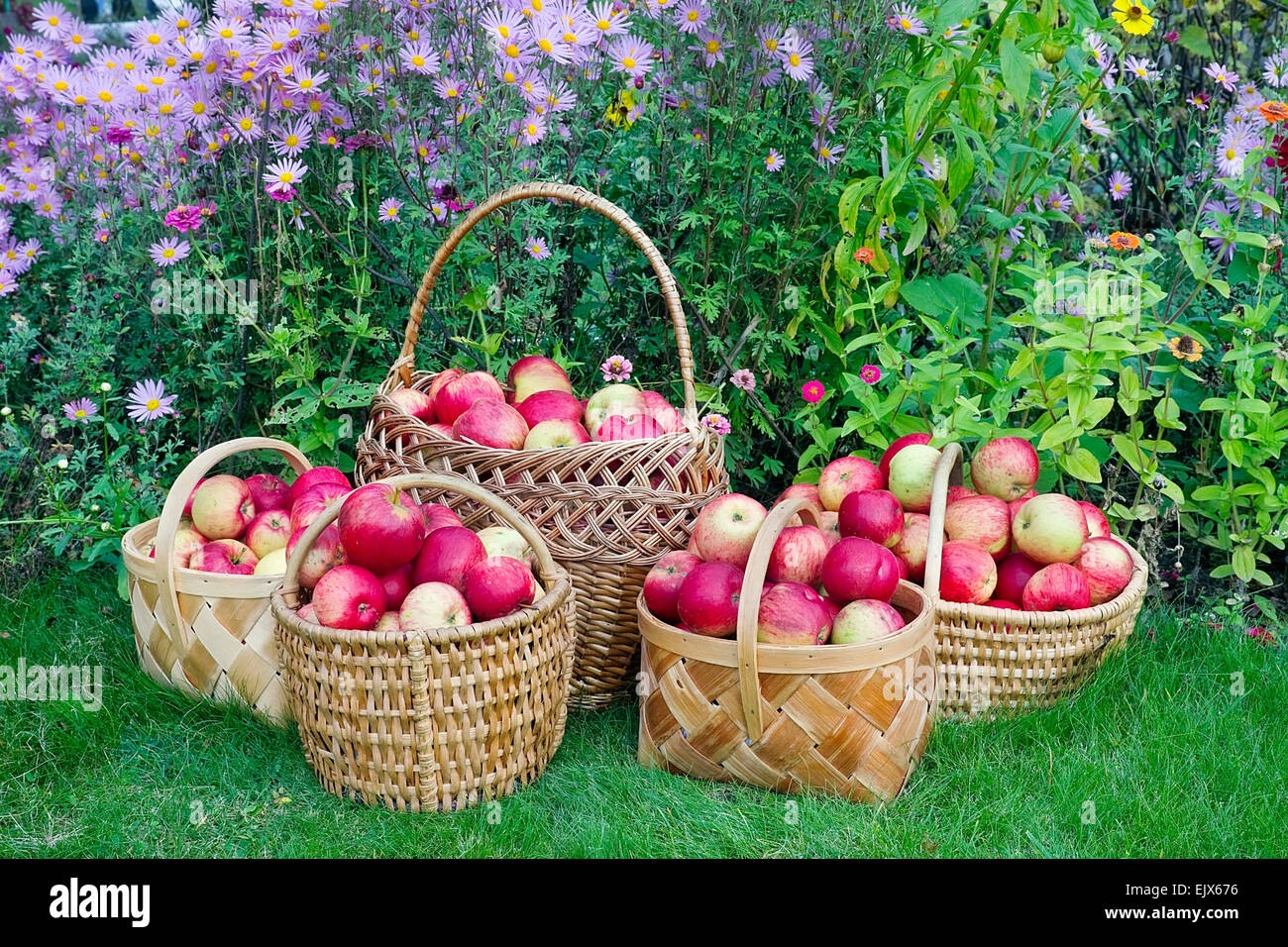 Organic apples are grown up without fertilizers and herbicides. Apples ...
