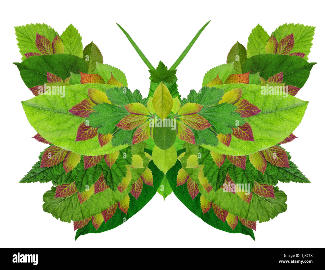 Green bio butterfly concept made from leaves. Isolated handmade collage ...