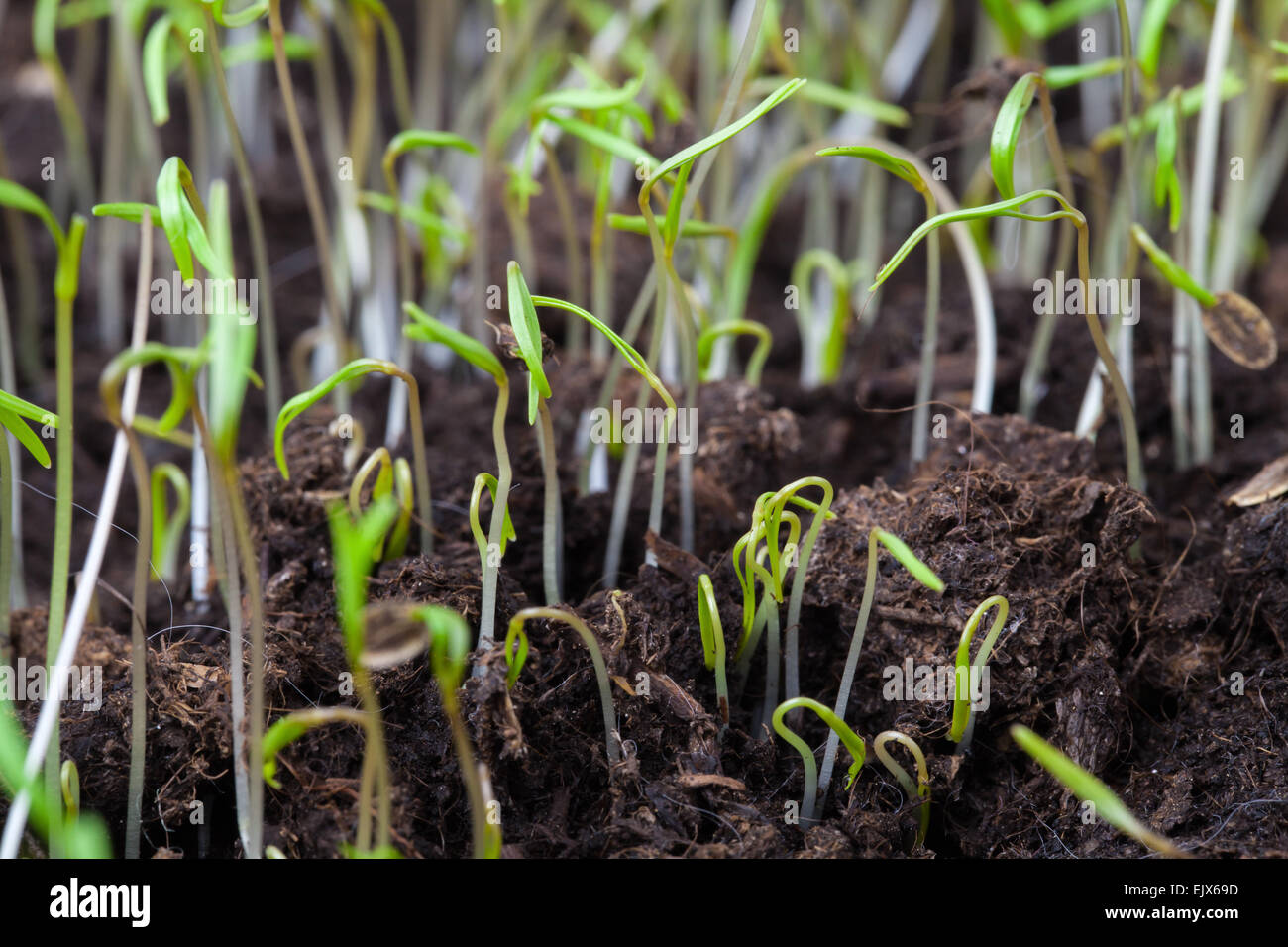 Small green shoots of spring grass over dark soil background. Macro ...