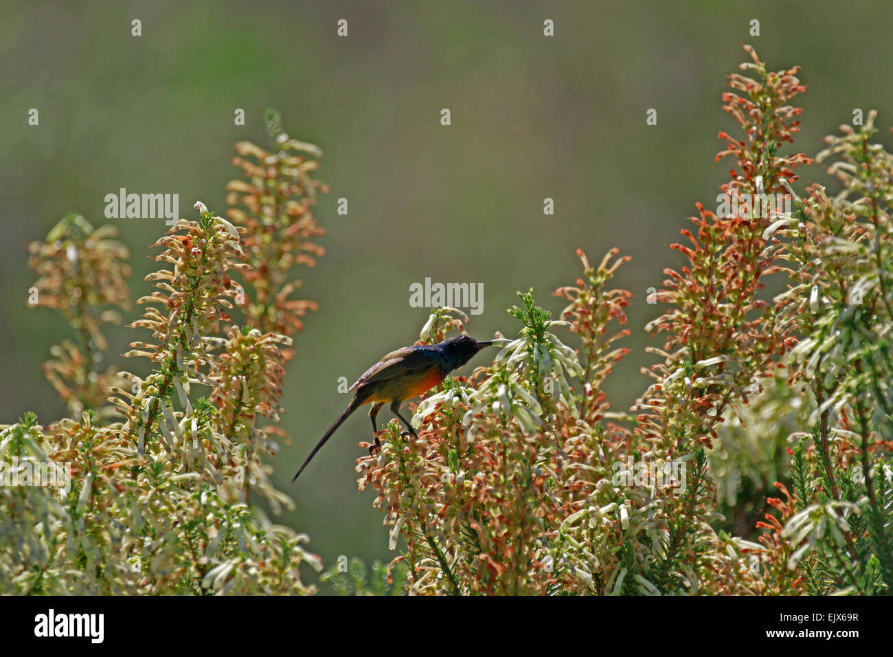 A orange-breasted sunbird (Anthobaphes violacea) pollinating fynbos in ...