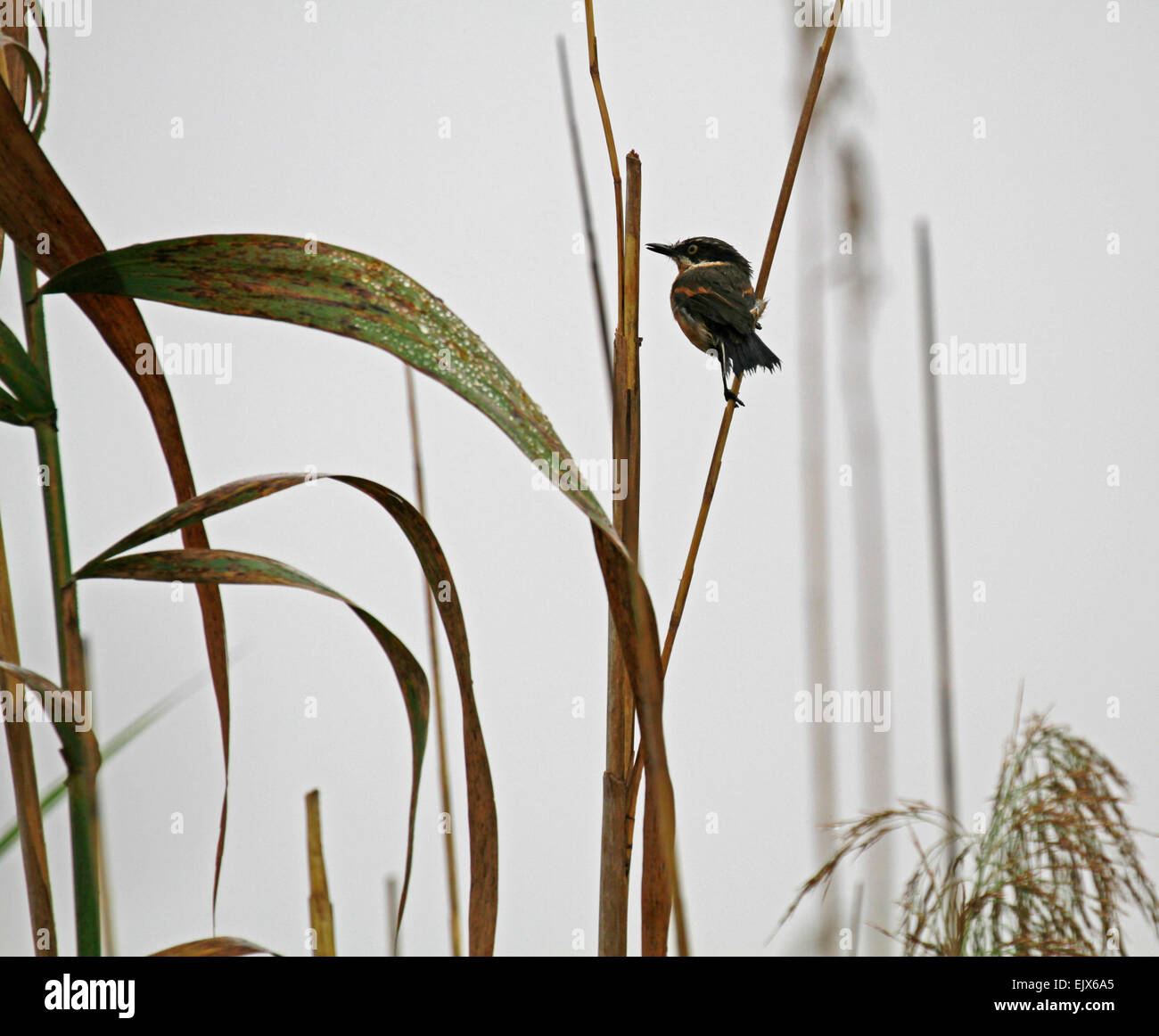 A Cape batis (Batis capensis) on a rainy day at Intaka Island Bird ...