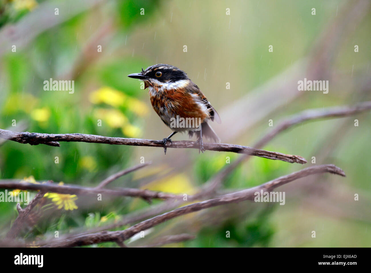 Batis bird hi-res stock photography and images - Alamy