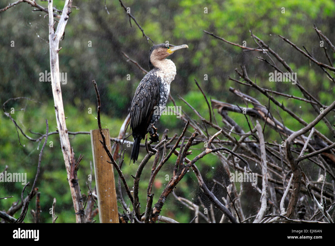 A white-breasted cormorant (Phalacrocorax lucidus)on a rainy day at ...