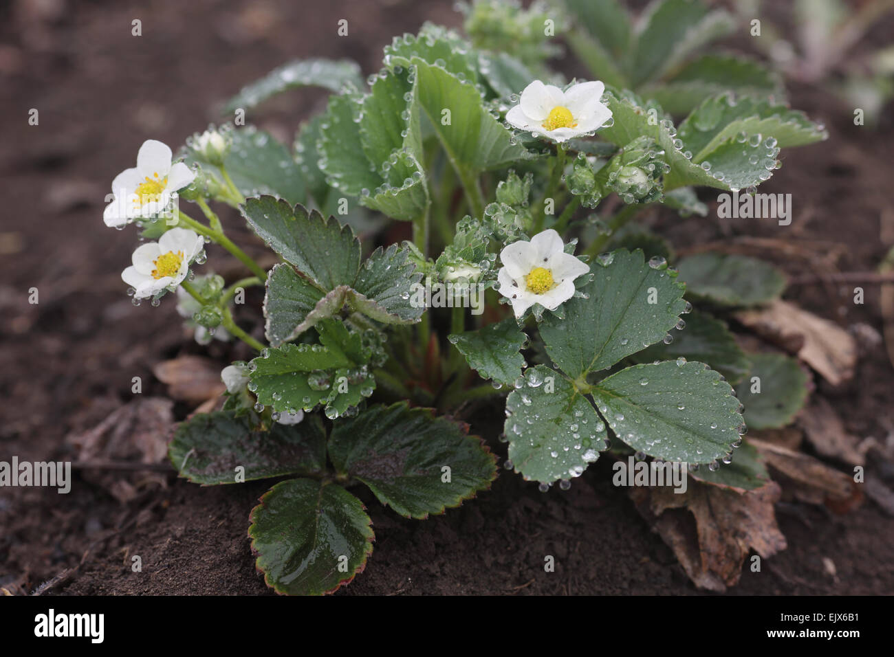 The may dew hi-res stock photography and images - Alamy