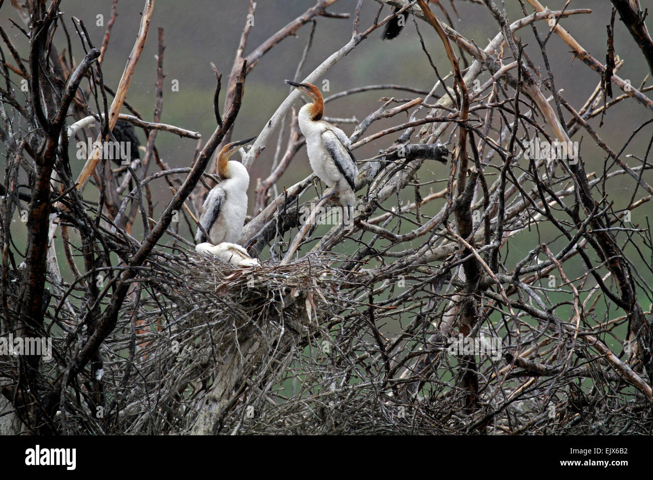 African darter (Anhinga rufa), (also known as snakebird) chicks at ...