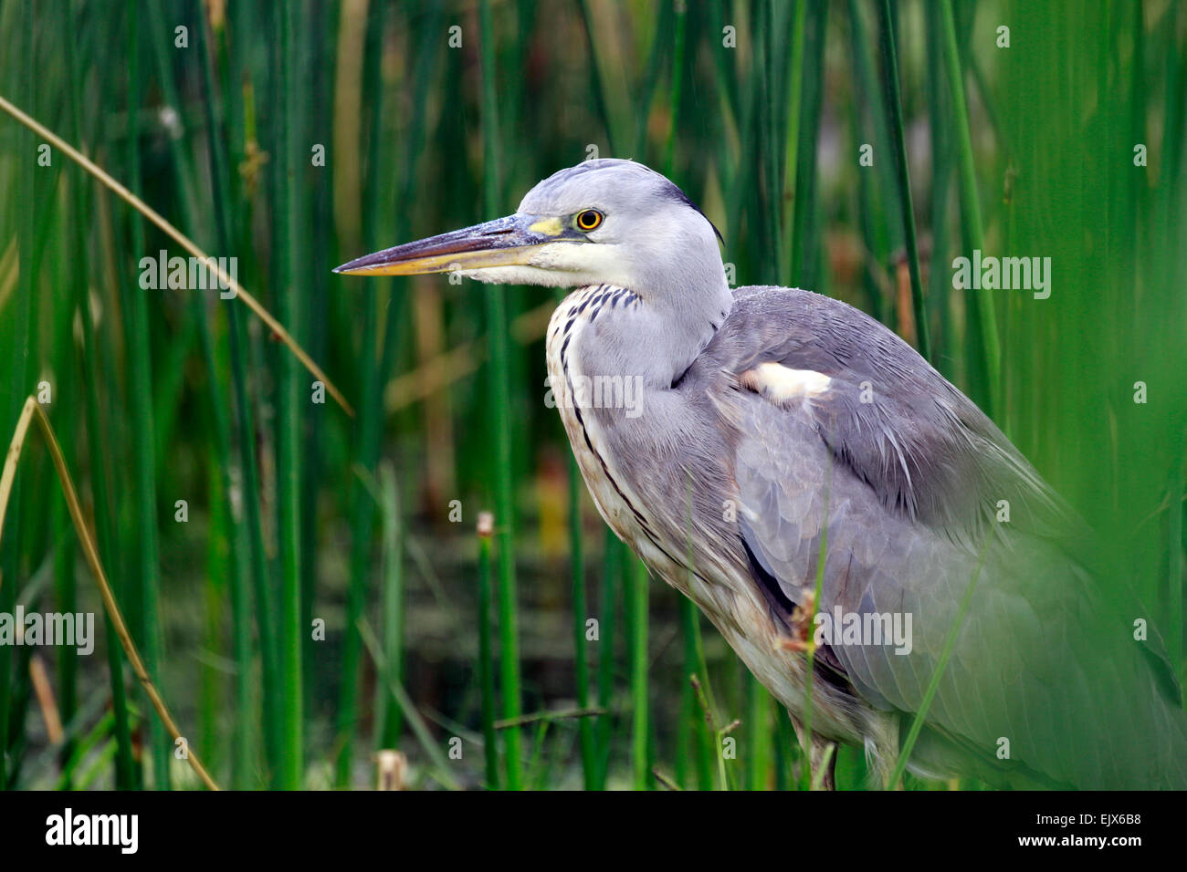 A grey heron (Ardea cinerea) at Intaka Island Bird Sanctuary. Cape Town ...