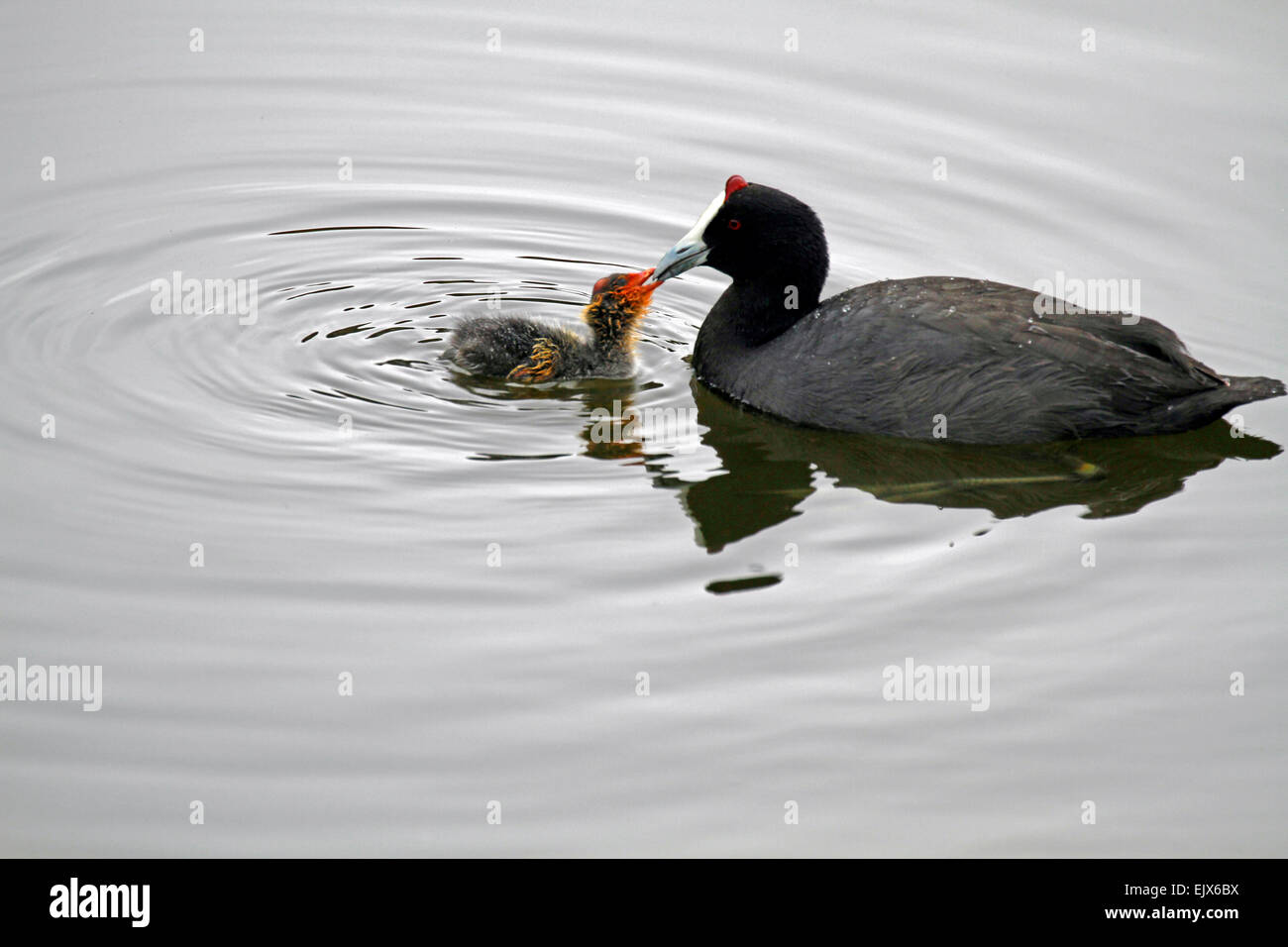 Red-knobbed Coot or crested coot (Fulica cristata) feeding a chick at ...