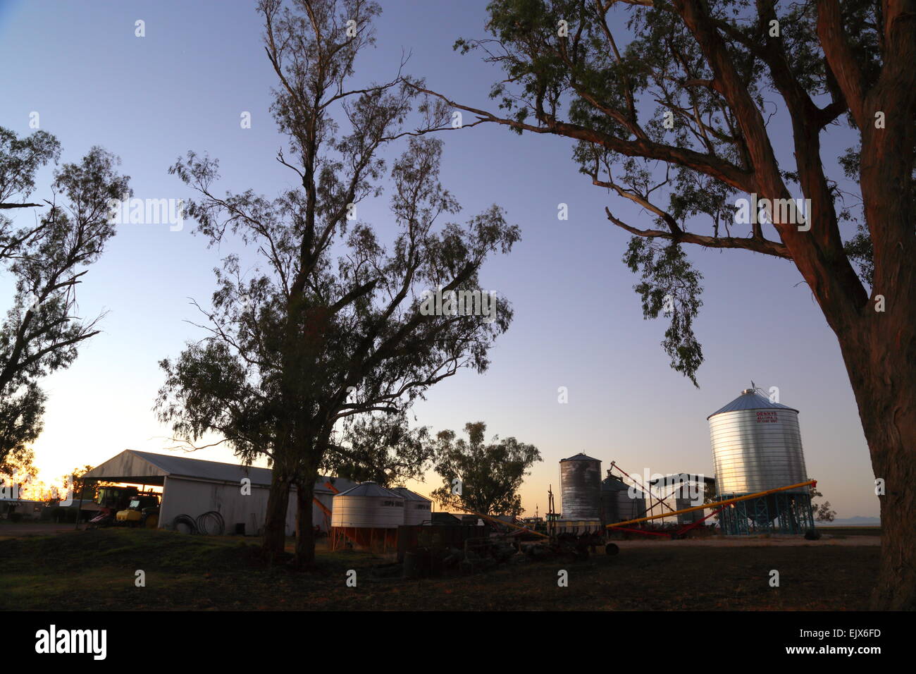 A rural dawn envelops a farm shed, silo, farm equipment, and eucalyptus ...