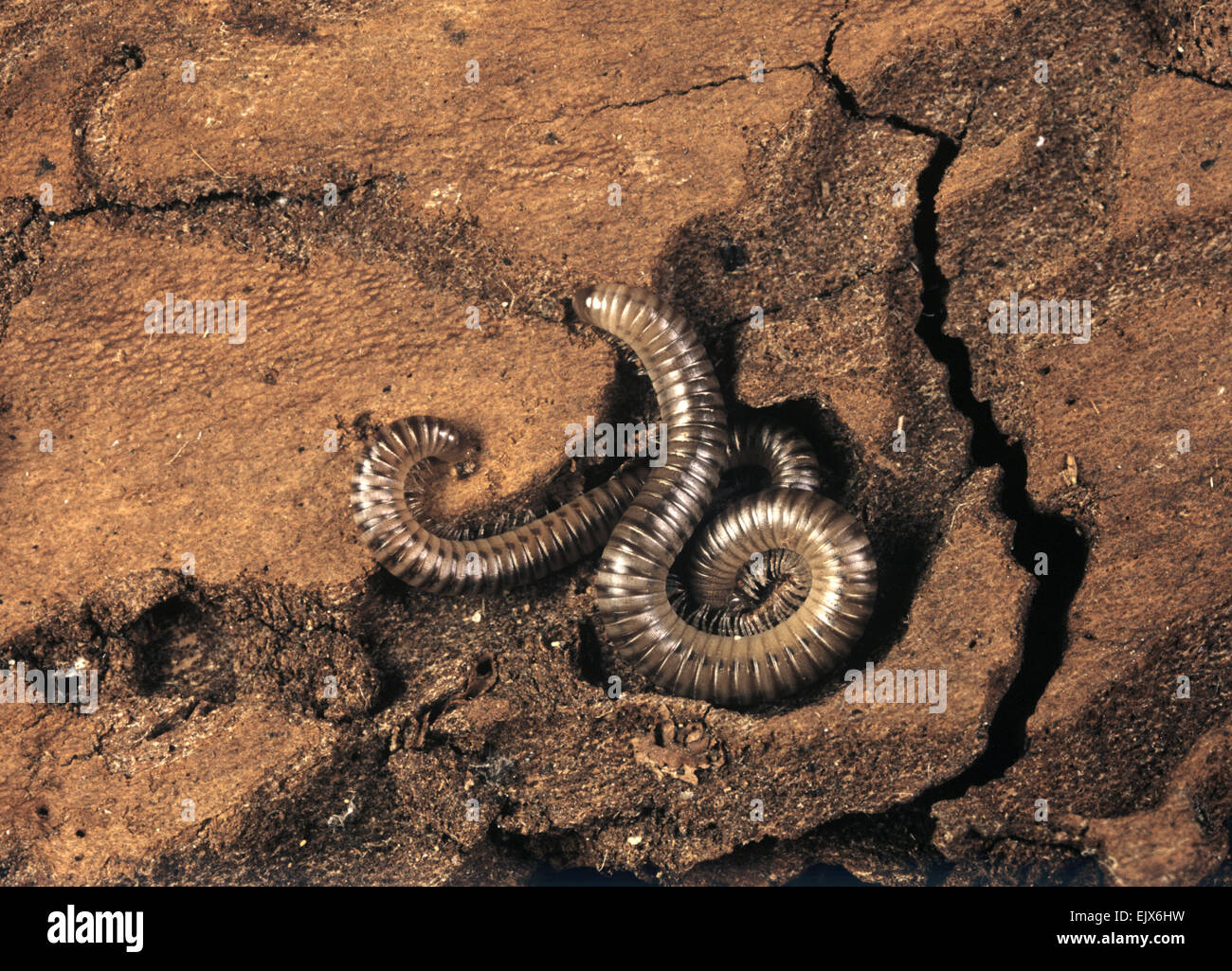 Millipede diplopoda arthropod hi-res stock photography and images - Alamy