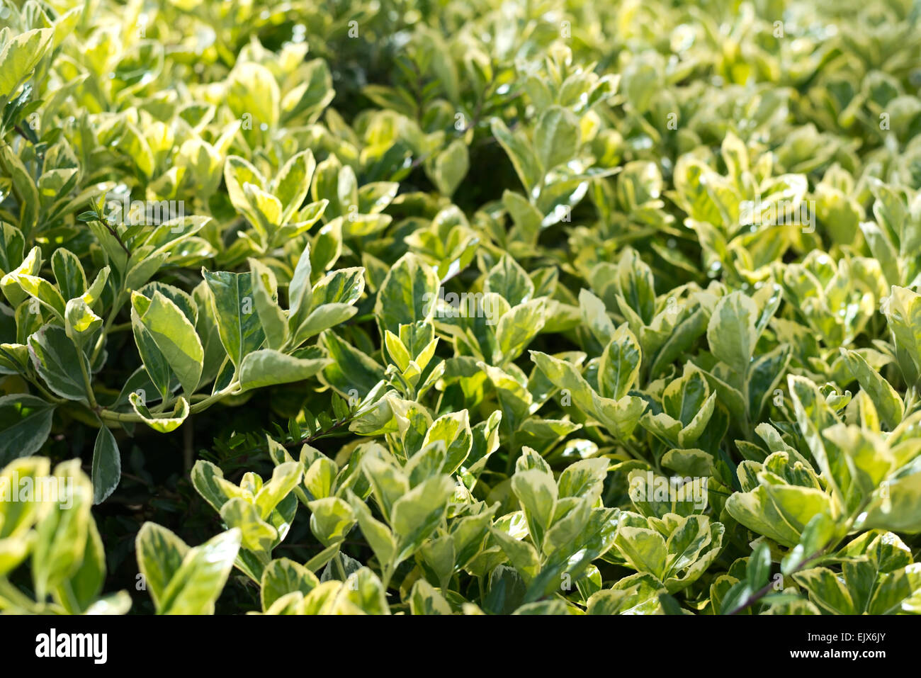 Green close-up bush leaves Stock Photo - Alamy