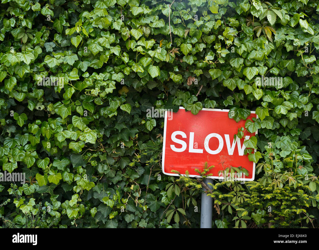 Red slow sign in a bushes Stock Photo - Alamy