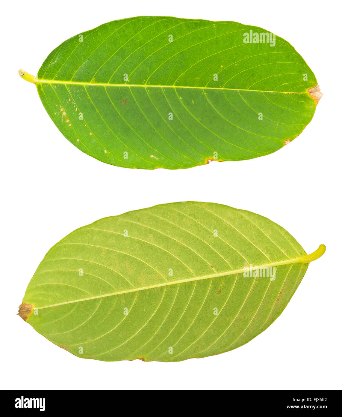 Single green leaf isolated on white background and clipping path Stock ...