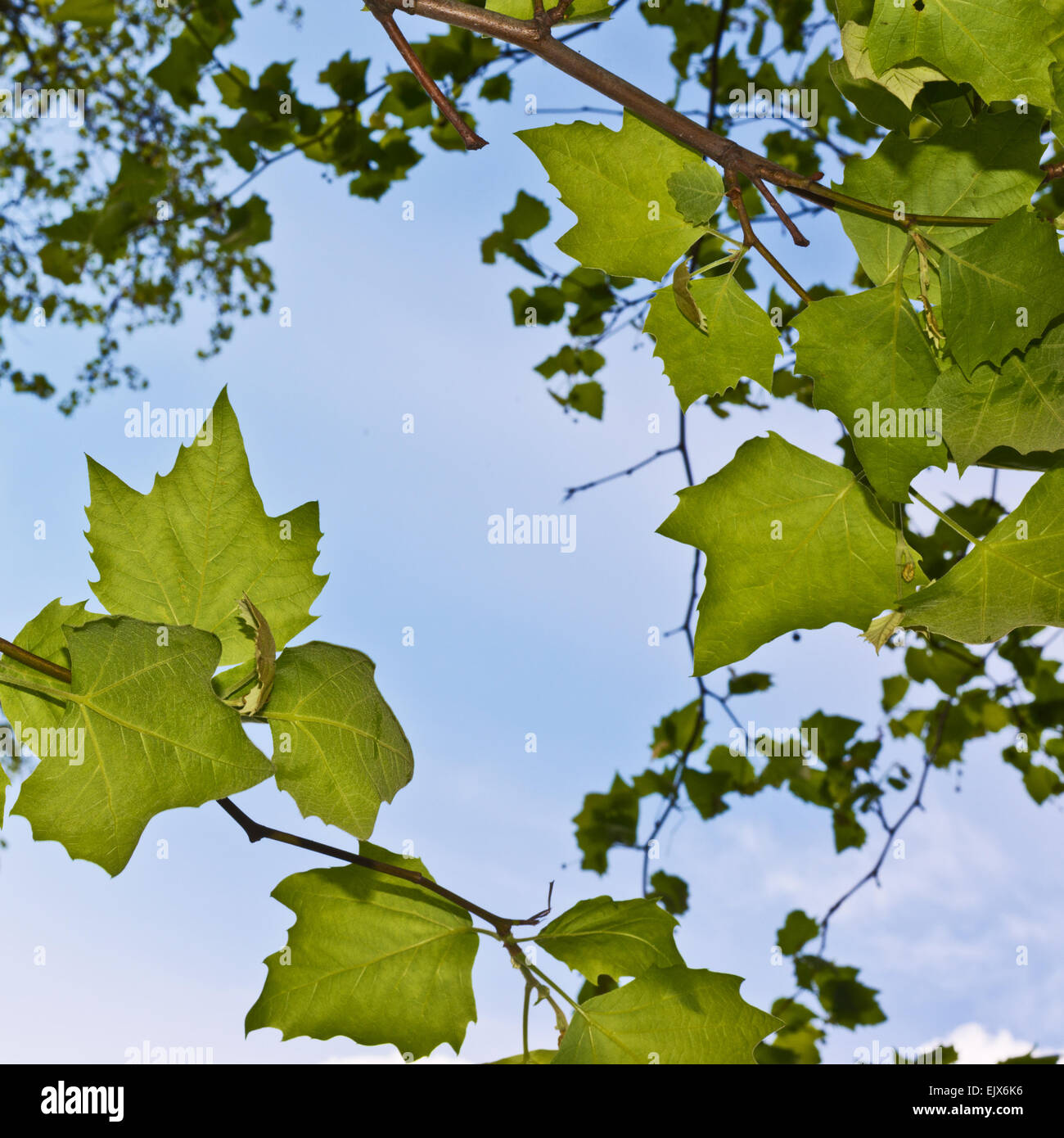 Branches of maple acer tree Stock Photo - Alamy