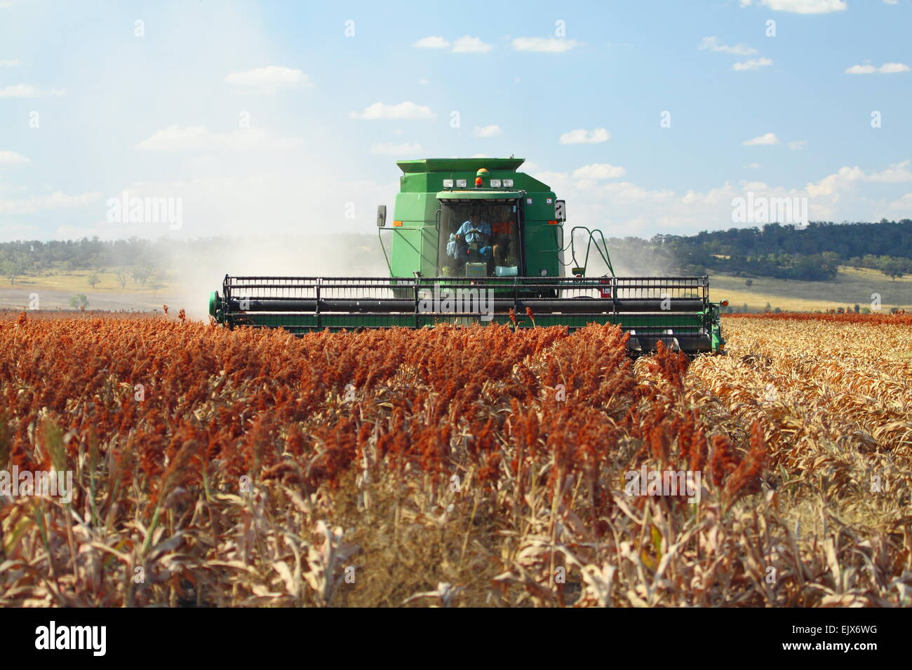 A combine harvester harvesting sorghum on Breeza Station - Breeza, NSW ...