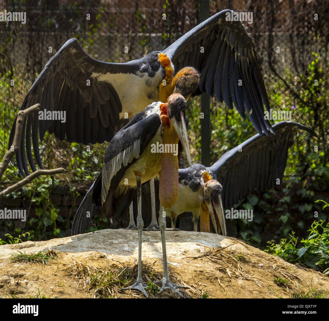 Guwahati, Assam, India. 2nd Apr, 2015. Greater Adjutant Storks, the ...