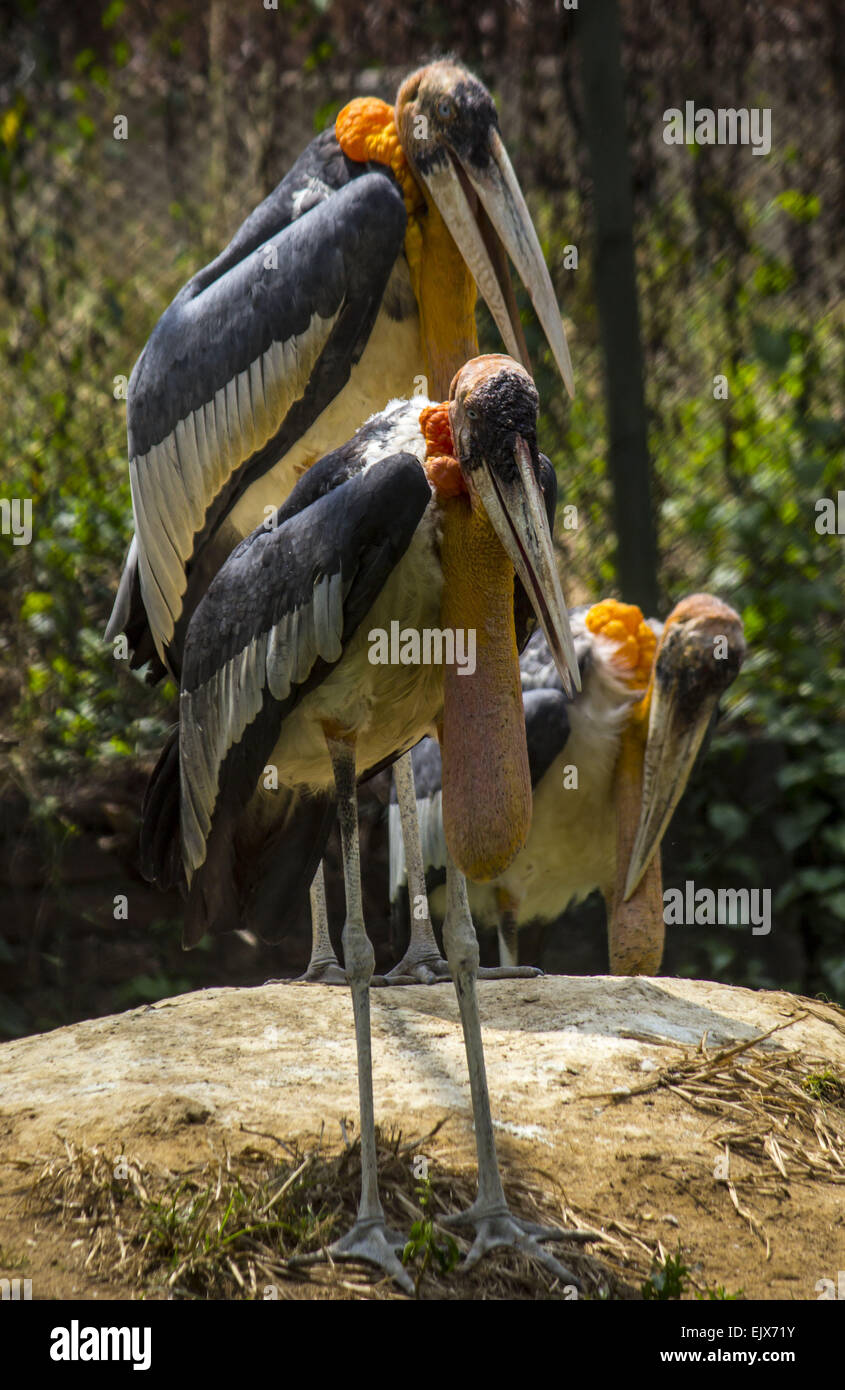 Guwahati, Assam, India. 2nd Apr, 2015. Greater Adjutant Storks, the ...
