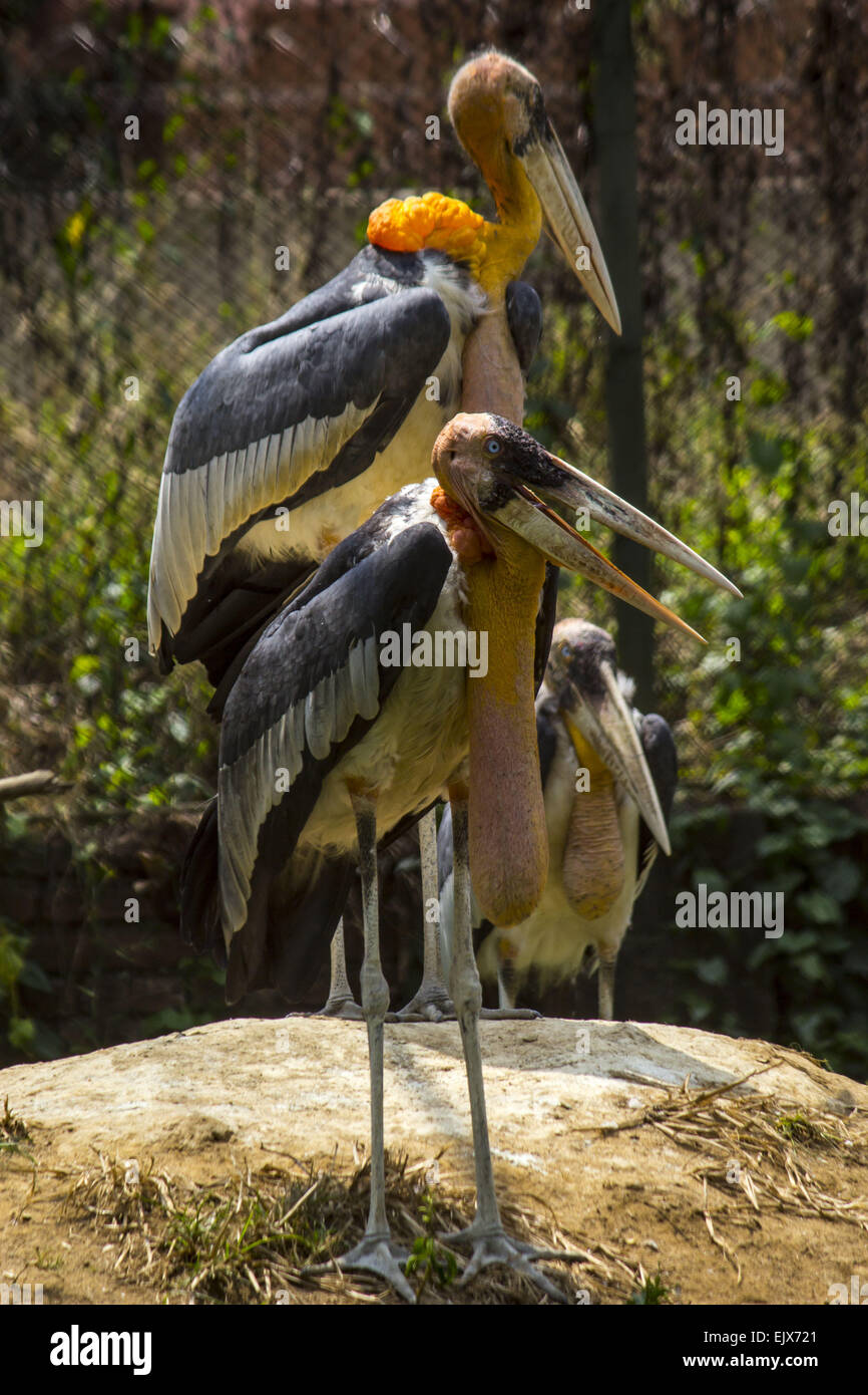 Guwahati, Assam, India. 2nd Apr, 2015. Greater Adjutant Storks, the ...
