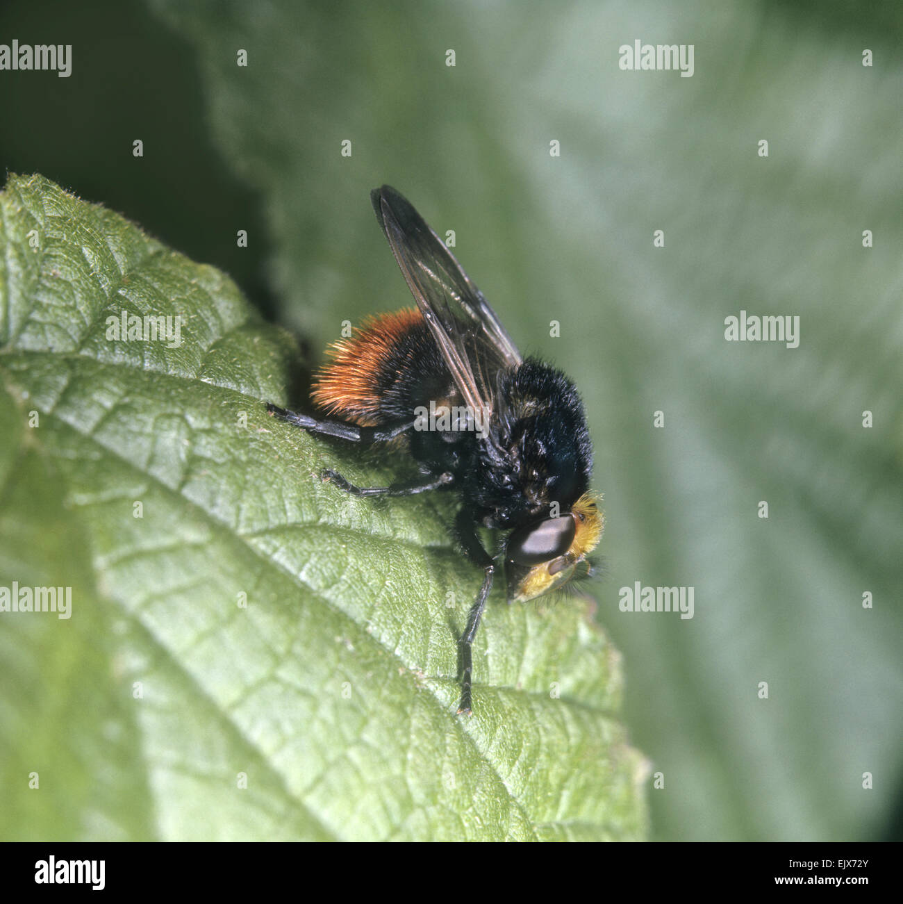 Bee Mimic Hoverfly Stock Photos & Bee Mimic Hoverfly Stock Images - Alamy