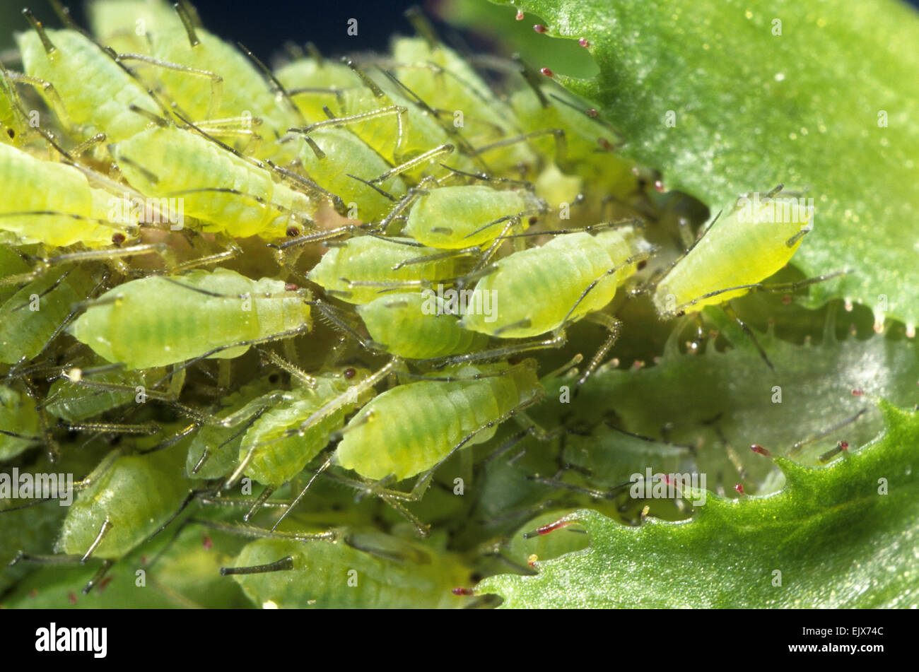 Rose aphid hi-res stock photography and images - Alamy