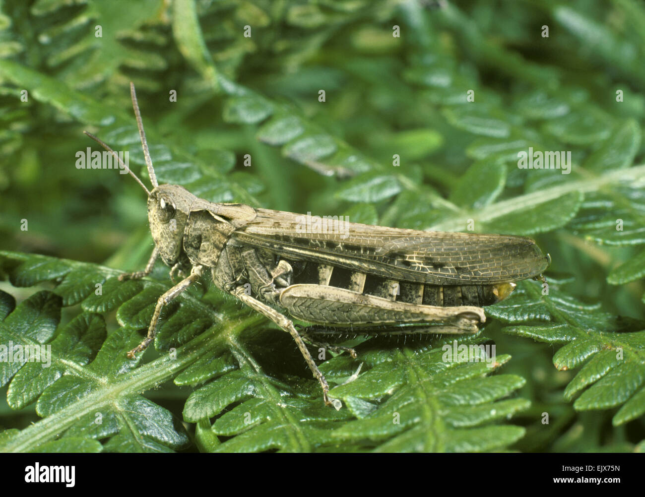 Common Field Grasshopper - Chorthippus brunneus Stock Photo - Alamy