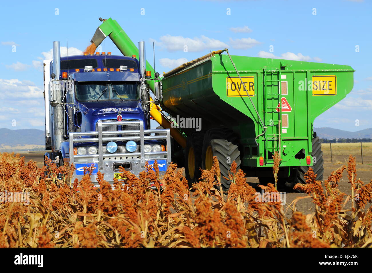 Harvested sorghum being transferred from a hopper grain bin trailer ...