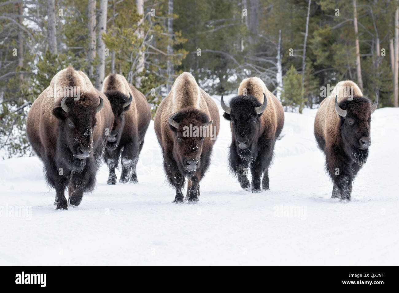 Bison bison herd walking hi-res stock photography and images - Alamy