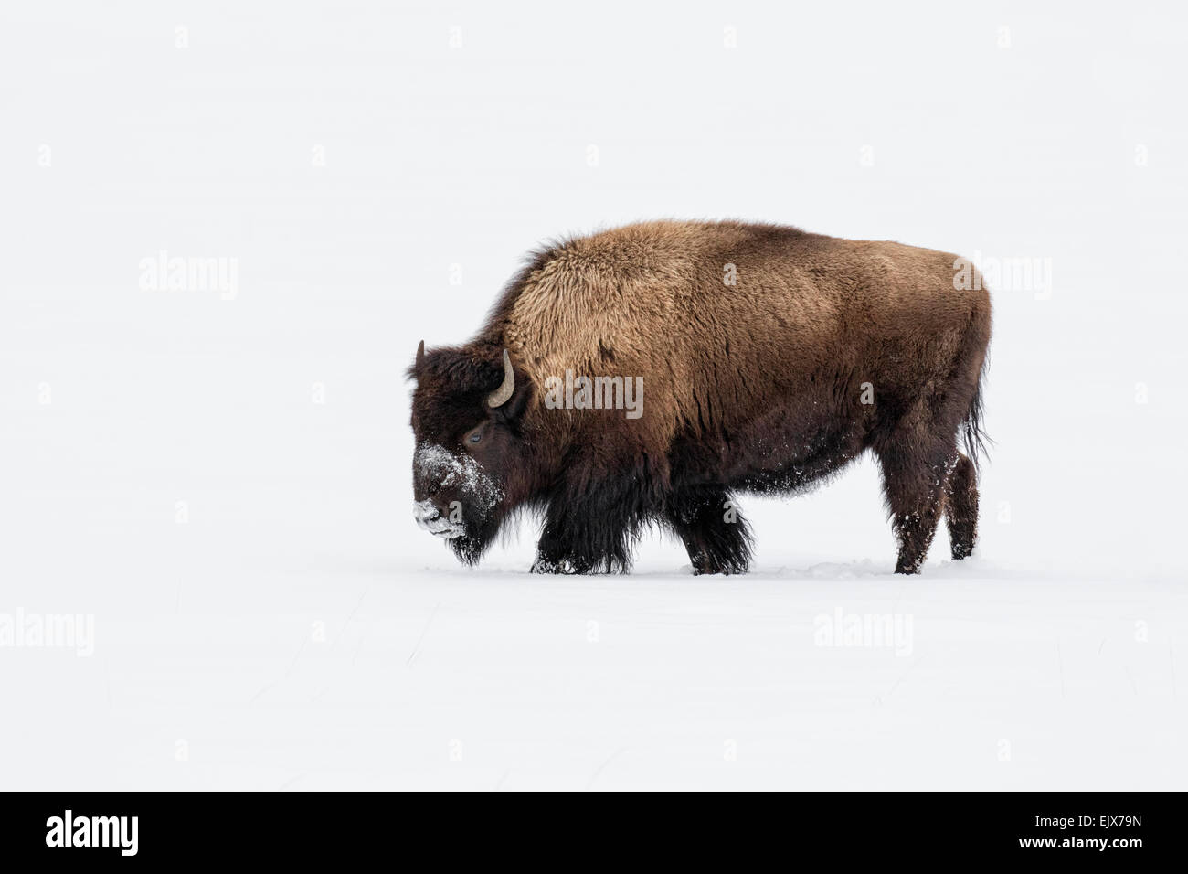 American bison bison bison sitting hi-res stock photography and images ...