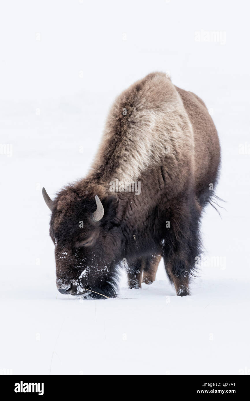 American bison bison bison sitting hi-res stock photography and images ...