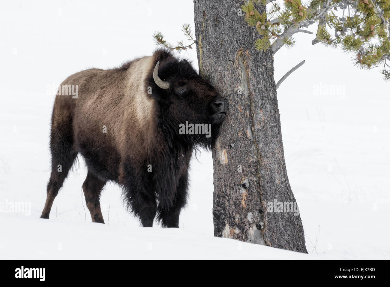 American bison bull scratching hi-res stock photography and images - Alamy