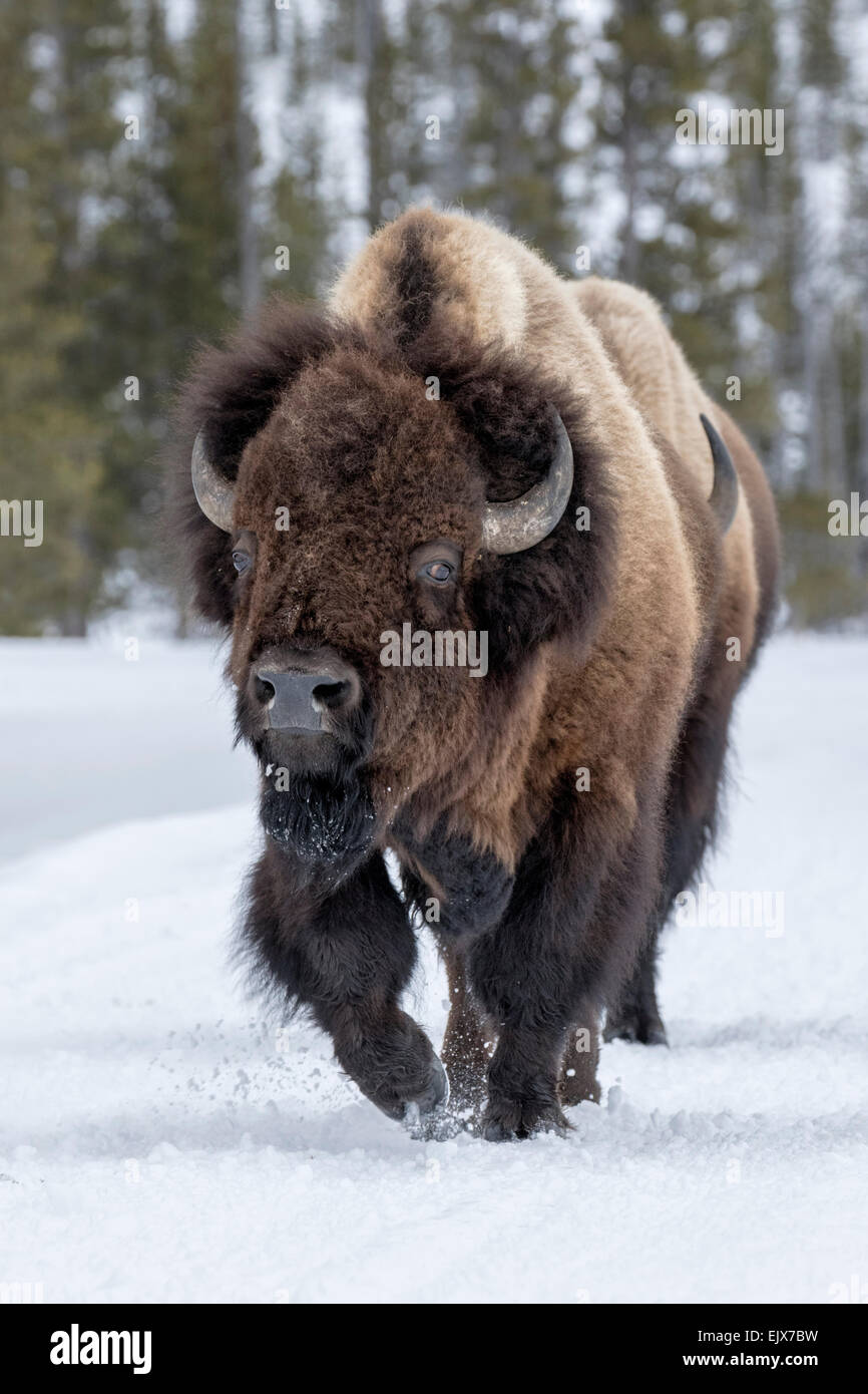 American bison bison bison sitting hi-res stock photography and images ...