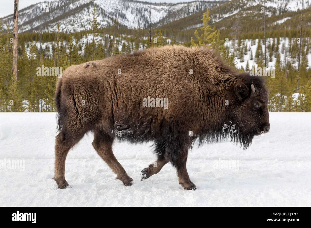 American bison bison bison sitting hi-res stock photography and images ...