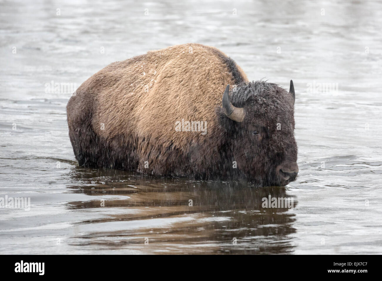 Bull bison crossing river hi-res stock photography and images - Alamy