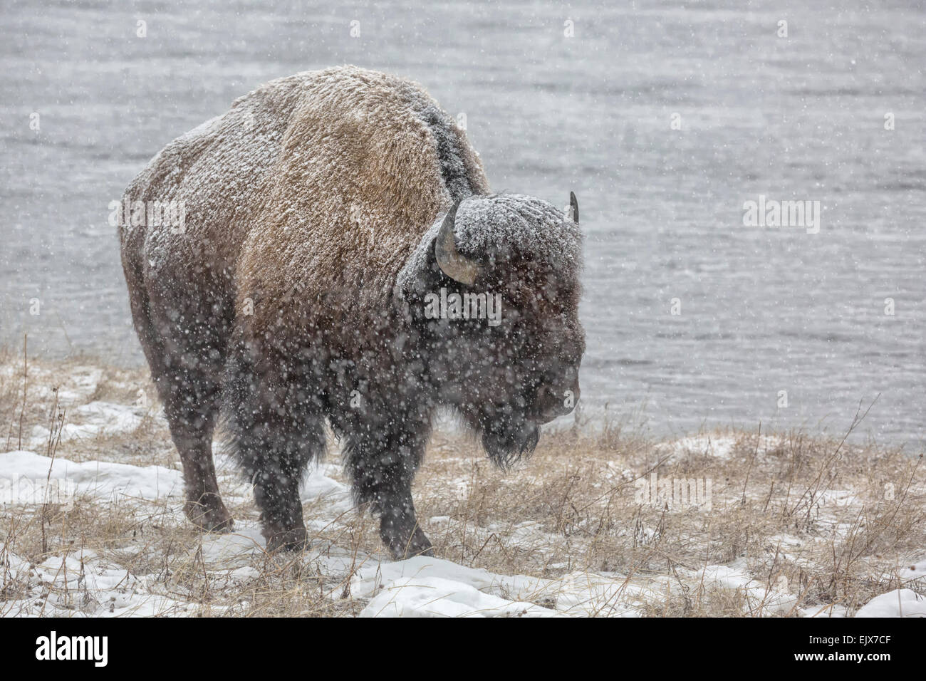 American Bison Bison Bison Sitting High Resolution Stock Photography ...