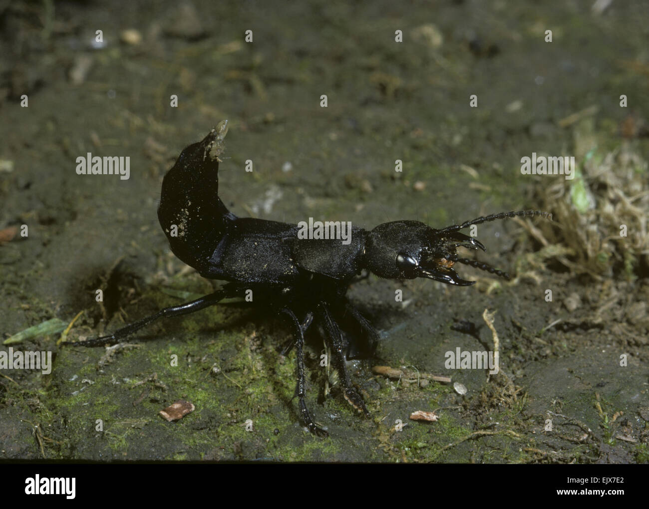 Devil's Coach-horse - Ocypus olens Stock Photo - Alamy
