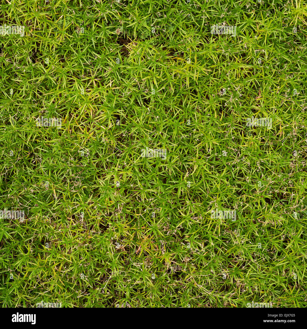 Green grass texture Stock Photo - Alamy